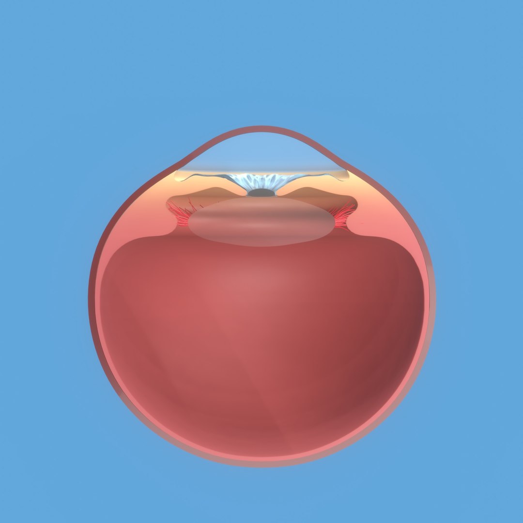 3D Eye Ball Structure Model - TurboSquid 2113899