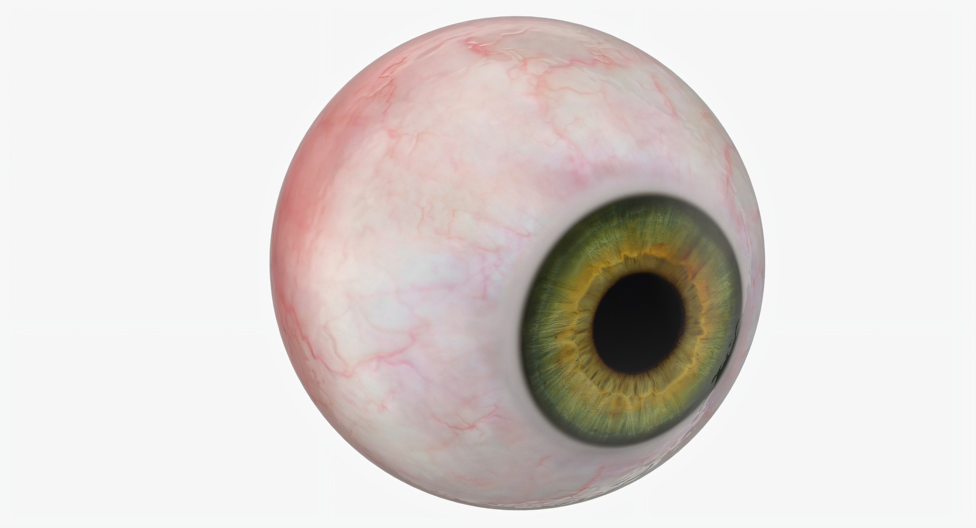 Realistic Human Eyeballs Collection 3D Model - TurboSquid 2196322