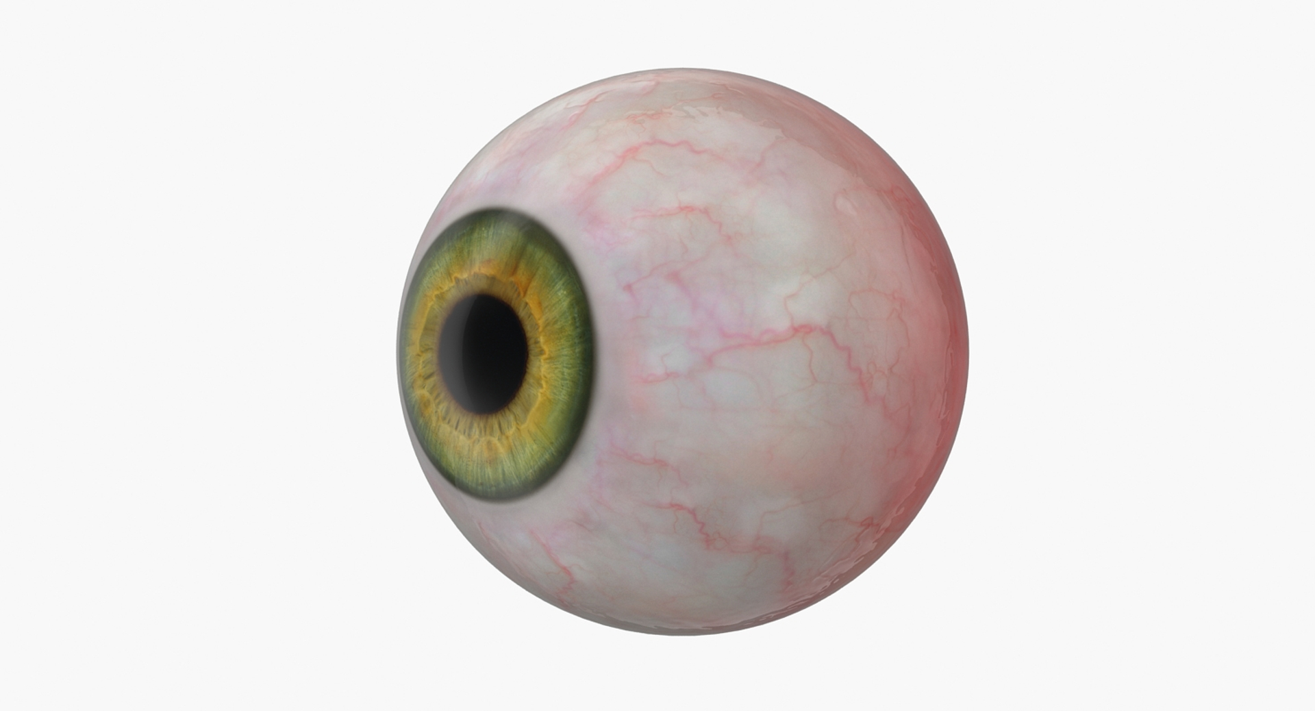Realistic Human Eyeballs Collection 3D Model - TurboSquid 2196322