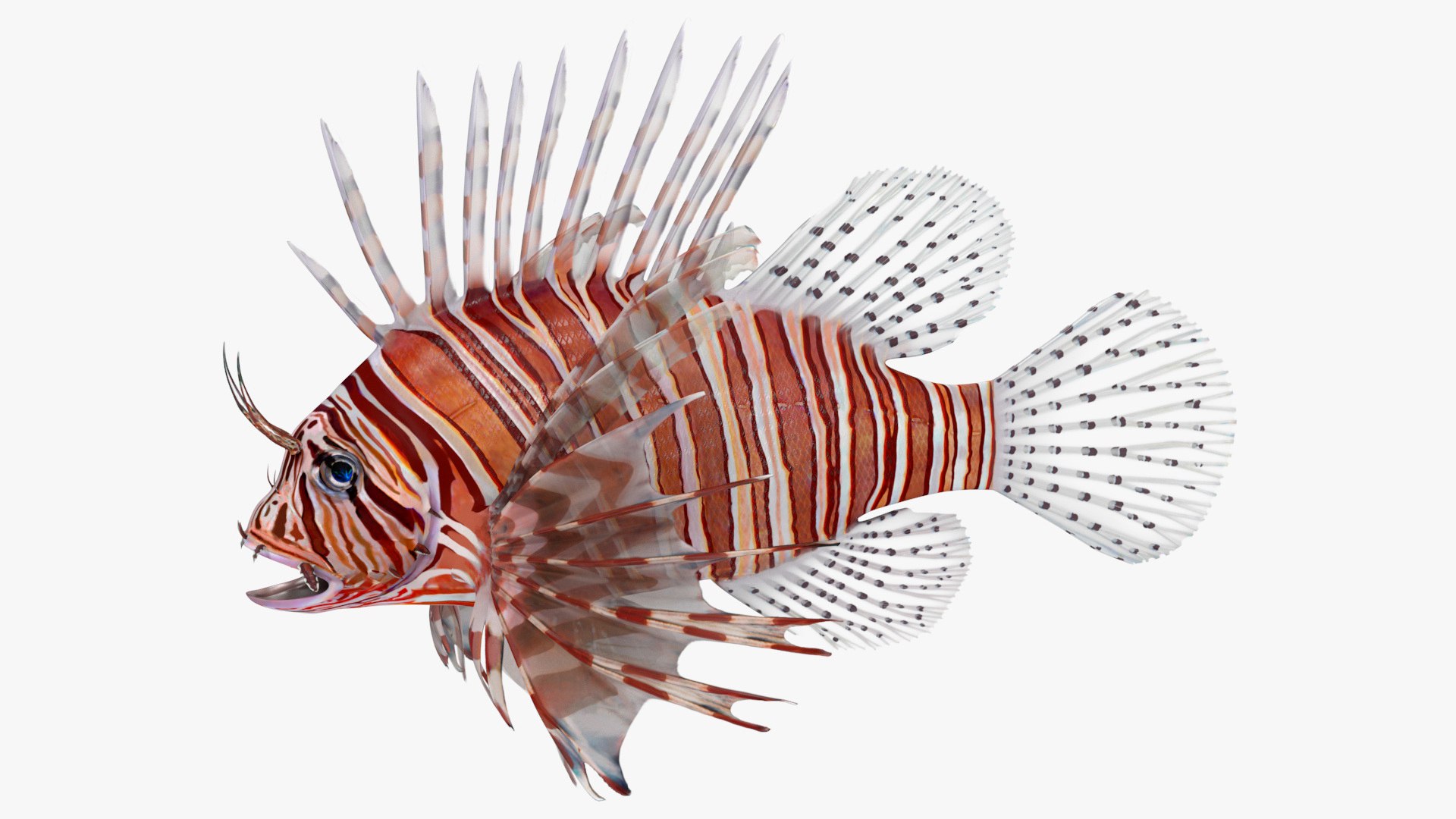 3D Lionfish Marine Creature Rigged For Maya - TurboSquid 2353125