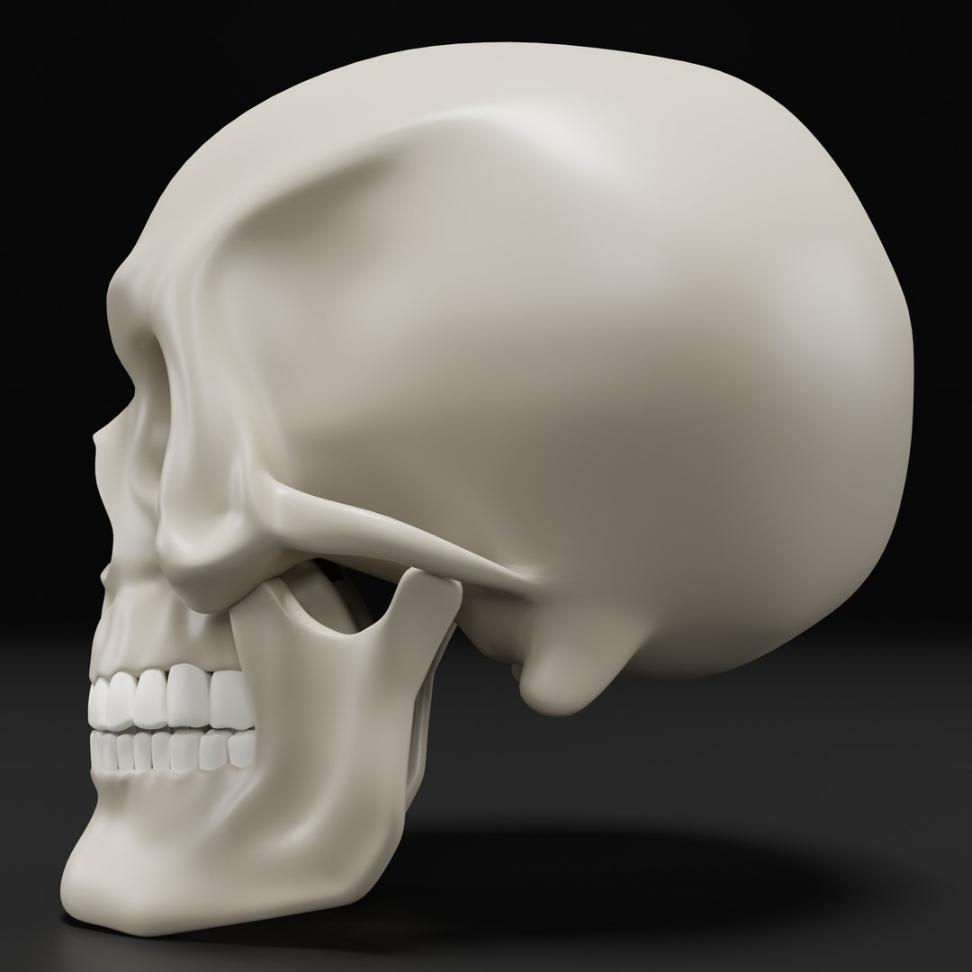 Human Skull 3D Model - TurboSquid 2121618