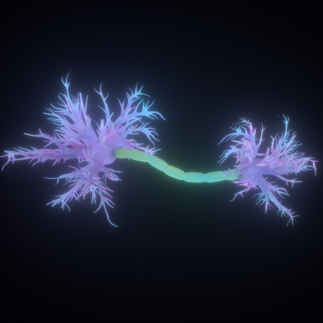 3D Neuron Human Anatomy Model - TurboSquid 1387283