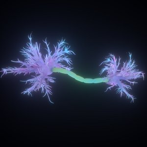 3D model nerve cell anatomy details - TurboSquid 1515693