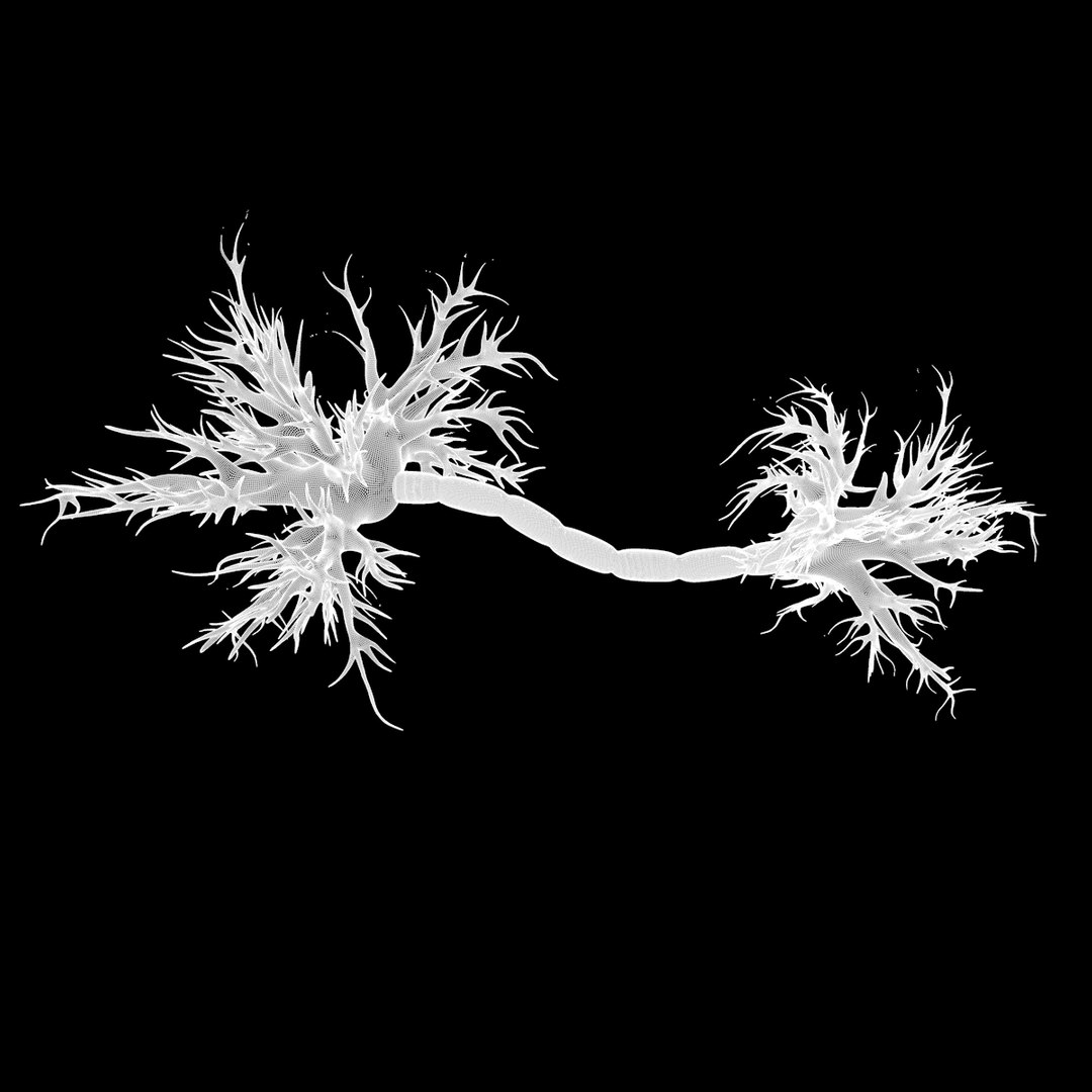 3D Neuron Human Anatomy Model - TurboSquid 1387283