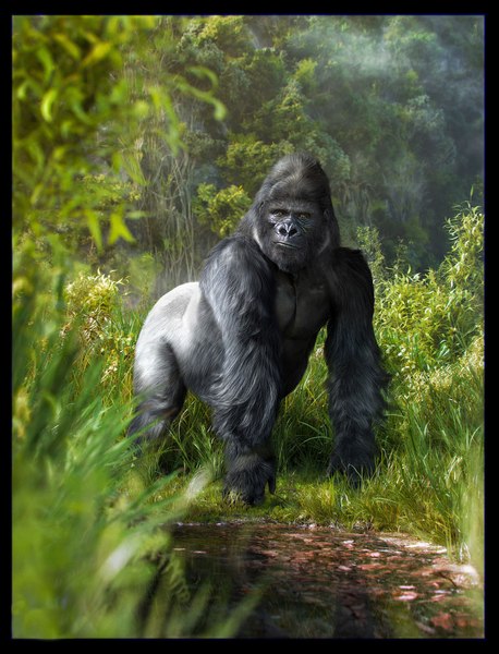 3d gorilla rigging shave