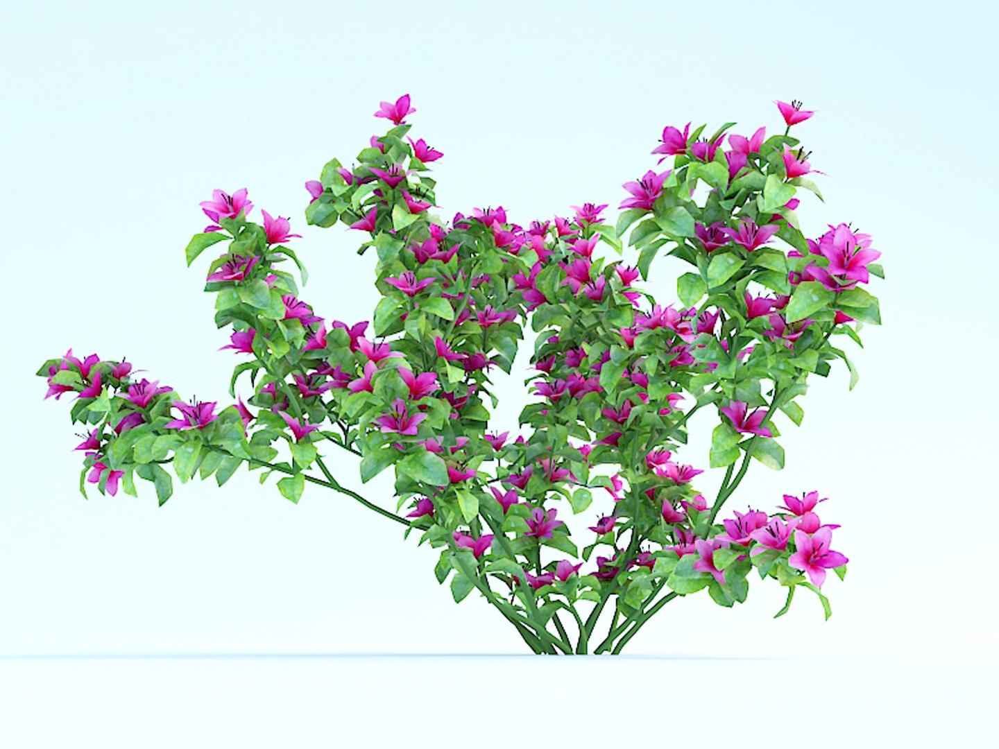 3d Model Of Azalea Bush Flowers