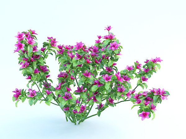 Azalea 3D Models for Download | TurboSquid