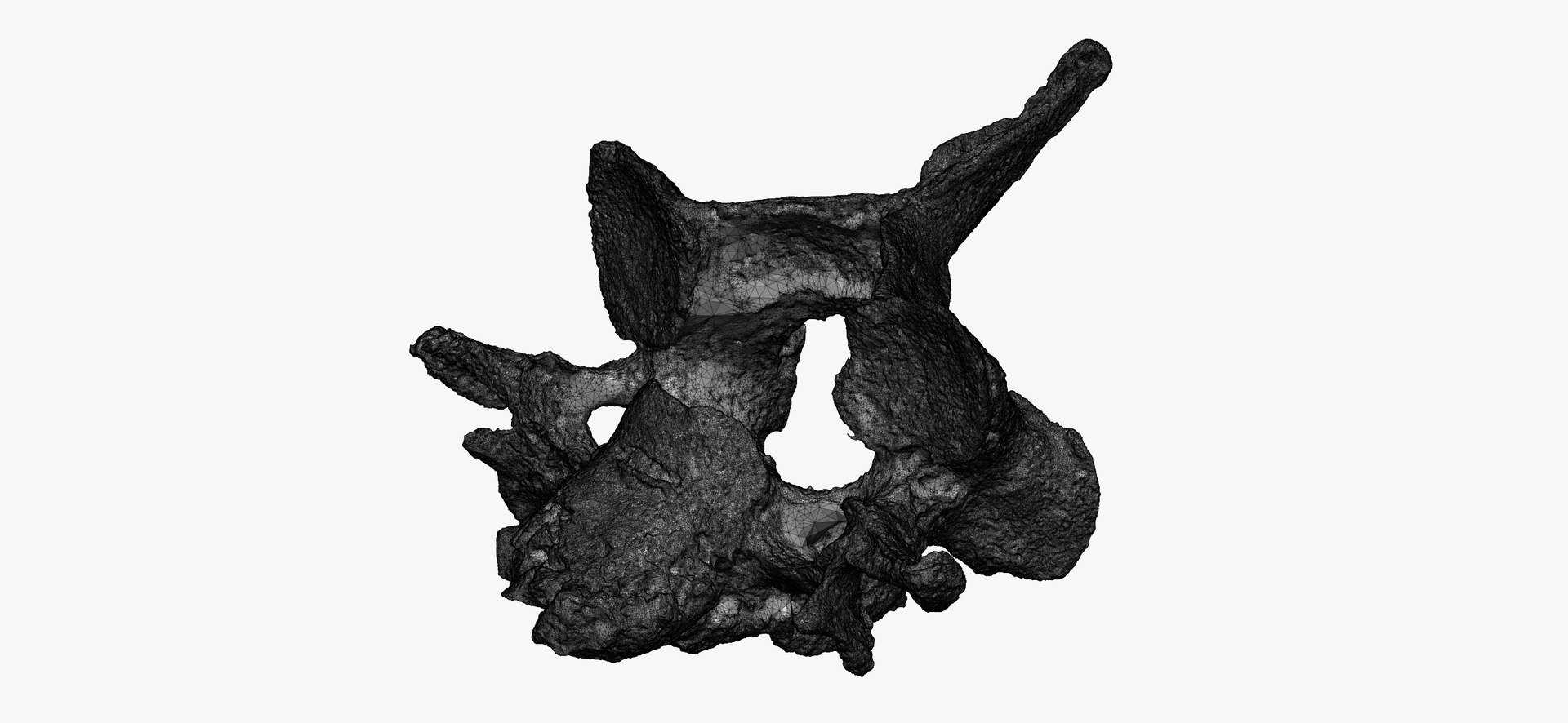 Pavian Monkey Male TCervical Vertebrae C5 RAW Scan 3D Model ...