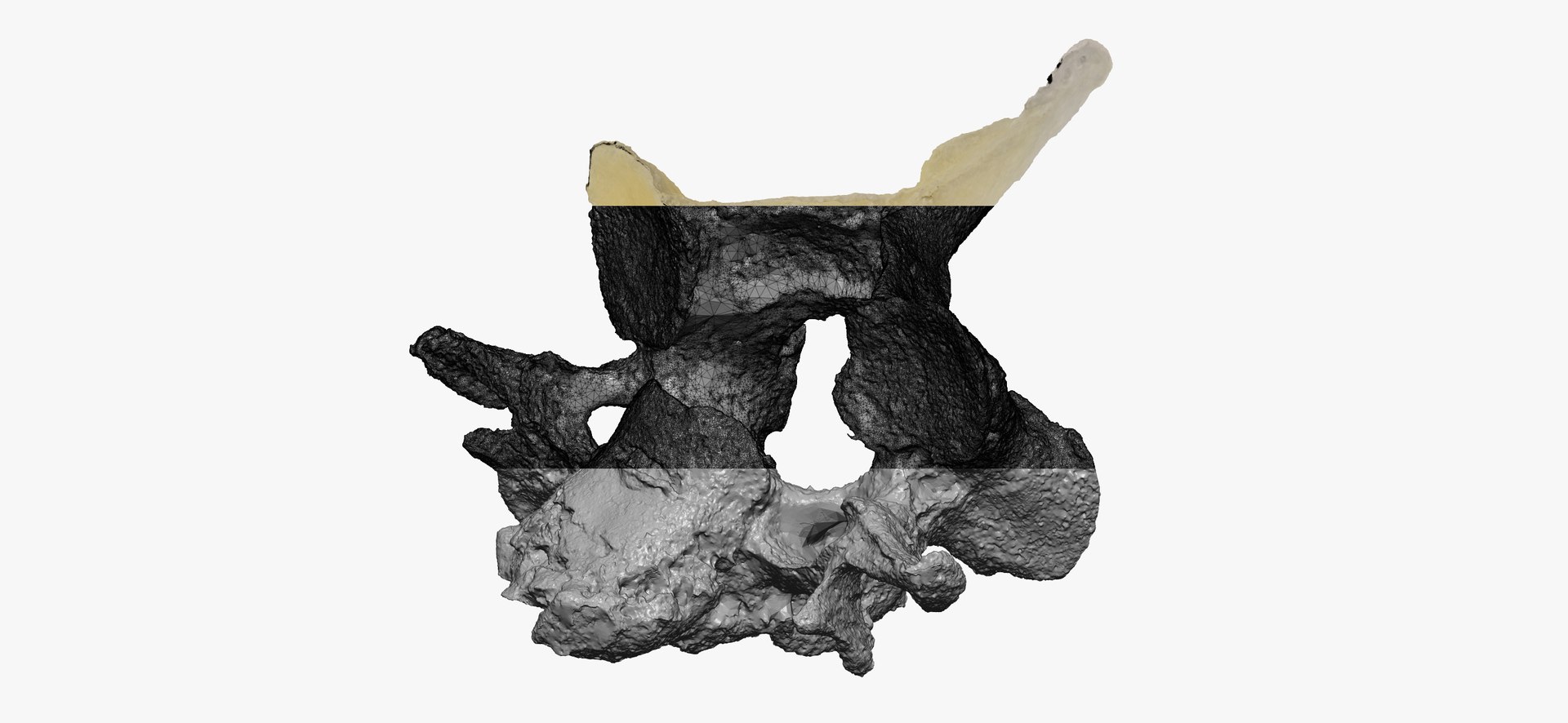 Pavian Monkey Male TCervical Vertebrae C5 RAW Scan 3D Model ...
