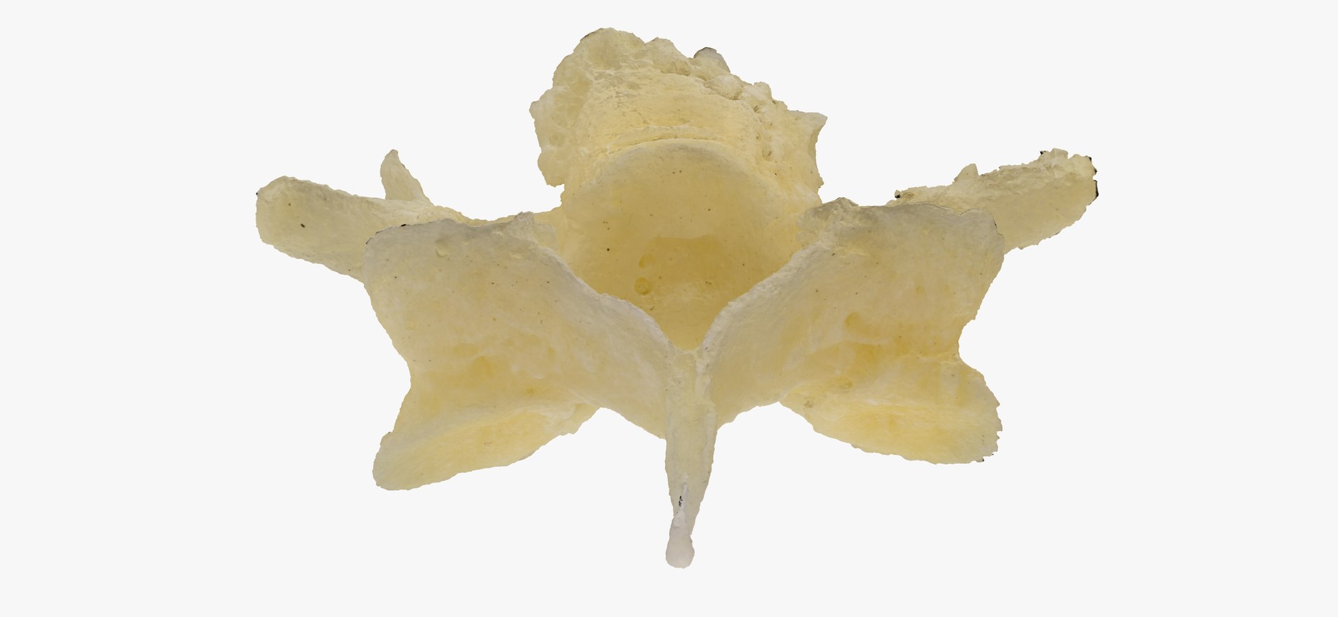 Pavian Monkey Male TCervical Vertebrae C5 RAW Scan 3D Model ...