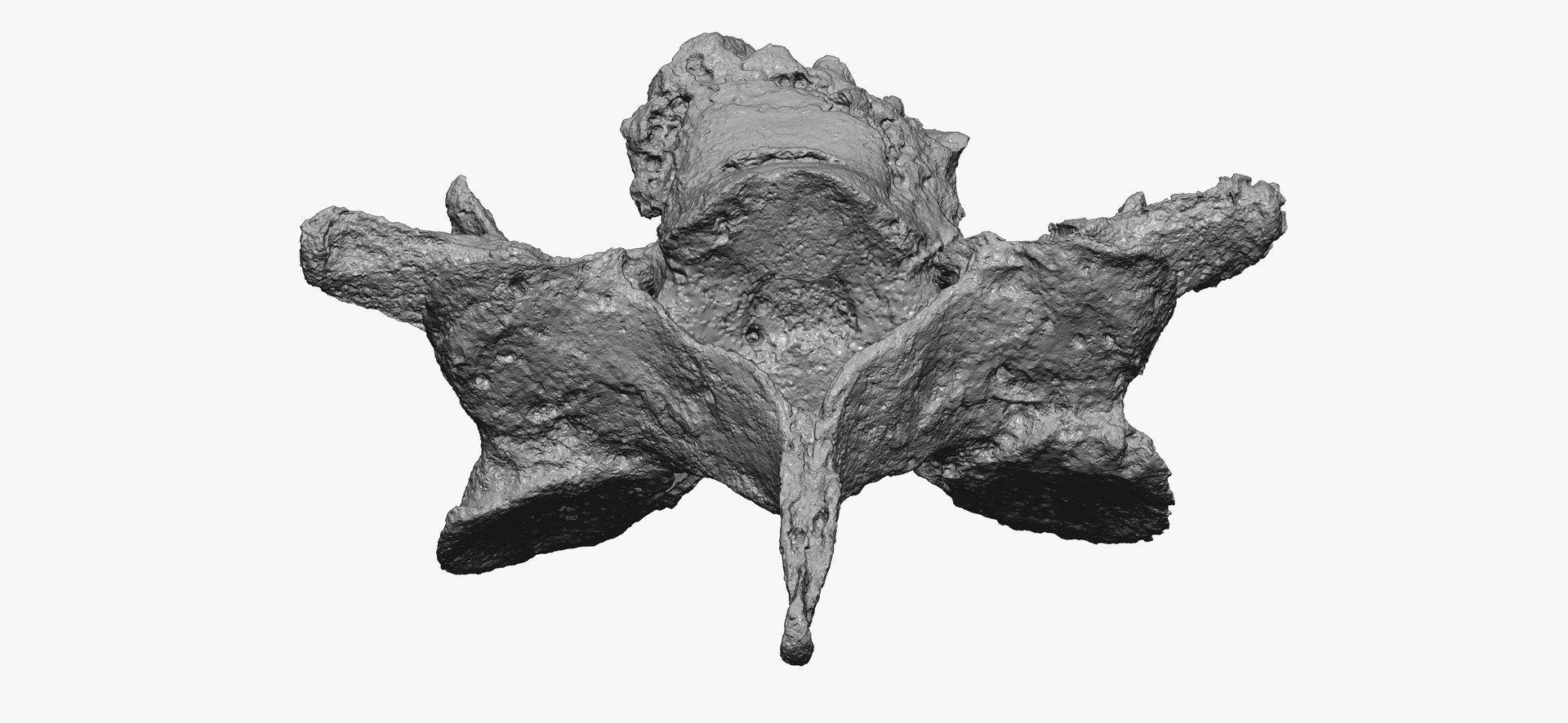 Pavian Monkey Male TCervical Vertebrae C5 RAW Scan 3D Model ...