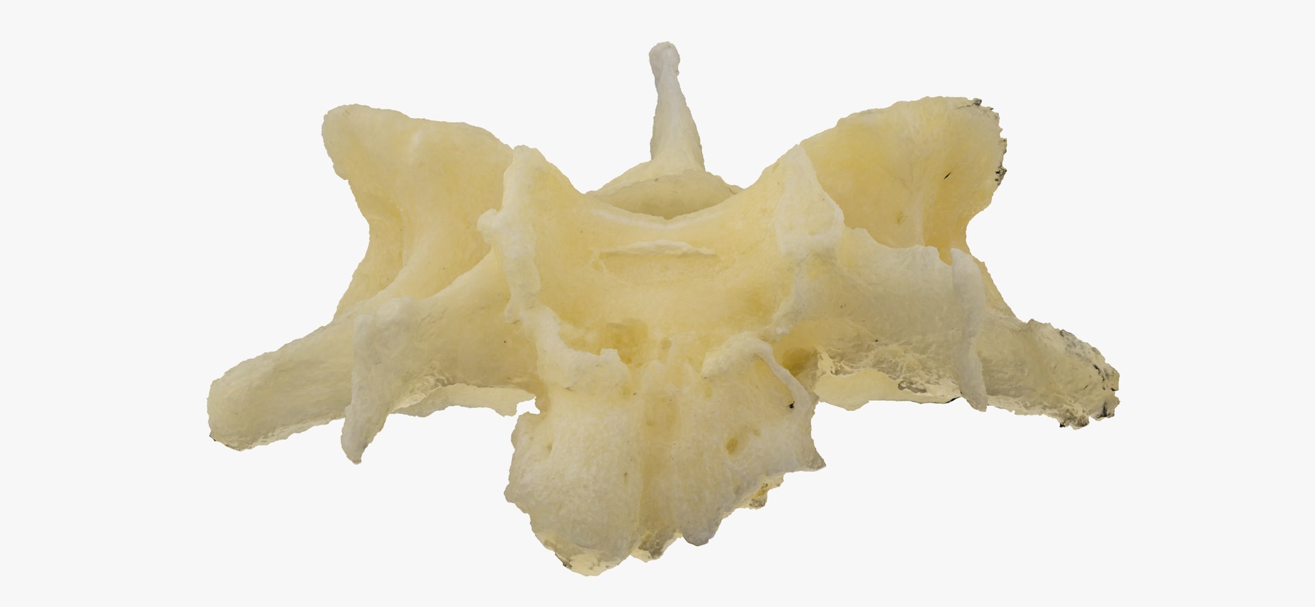 Pavian Monkey Male TCervical Vertebrae C5 RAW Scan 3D Model ...