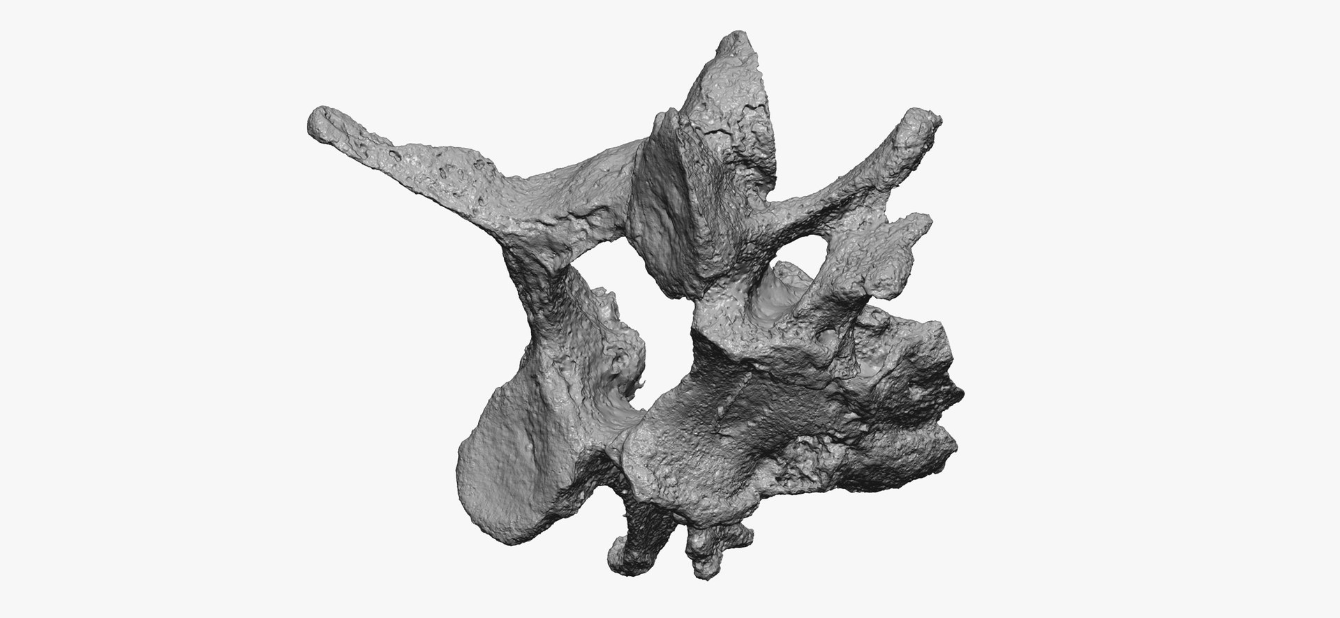 Pavian Monkey Male TCervical Vertebrae C5 RAW Scan 3D Model ...