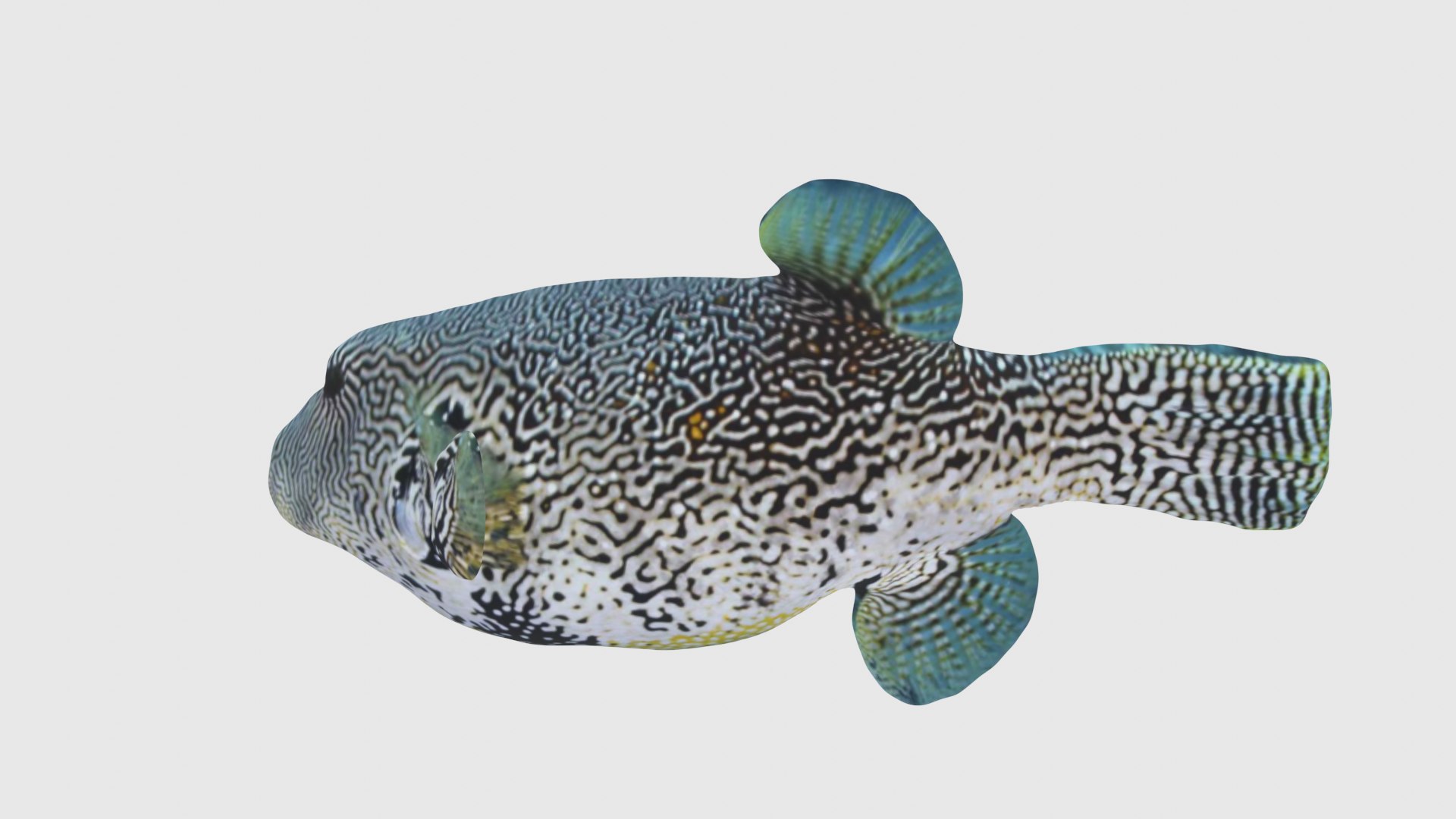 Low Poly Pufferfish Rigged With Realistic Texture 3D Model - TurboSquid ...