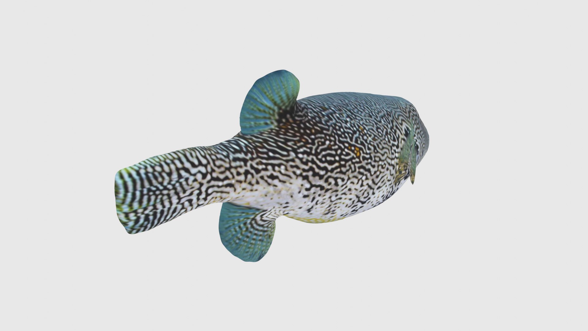 Low Poly Pufferfish Rigged With Realistic Texture 3D Model - TurboSquid ...
