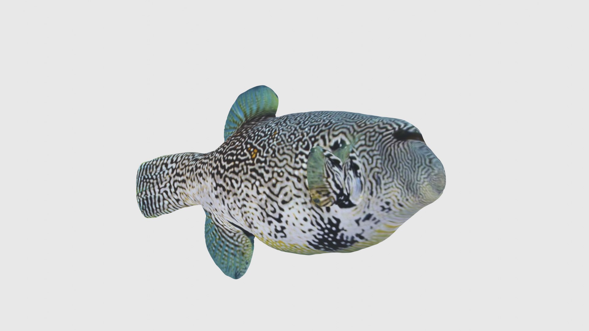 Low Poly Pufferfish Rigged With Realistic Texture 3D Model - TurboSquid ...