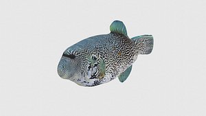 Puffer Fish 3D Models for Download | TurboSquid