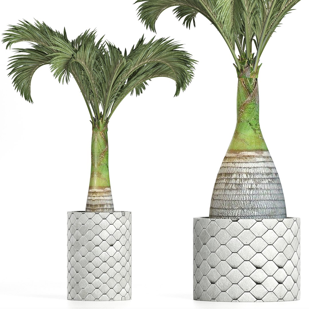 3D Palm Plants Model - TurboSquid 1681317