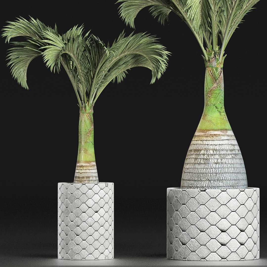 3D Palm Plants Model - TurboSquid 1681317