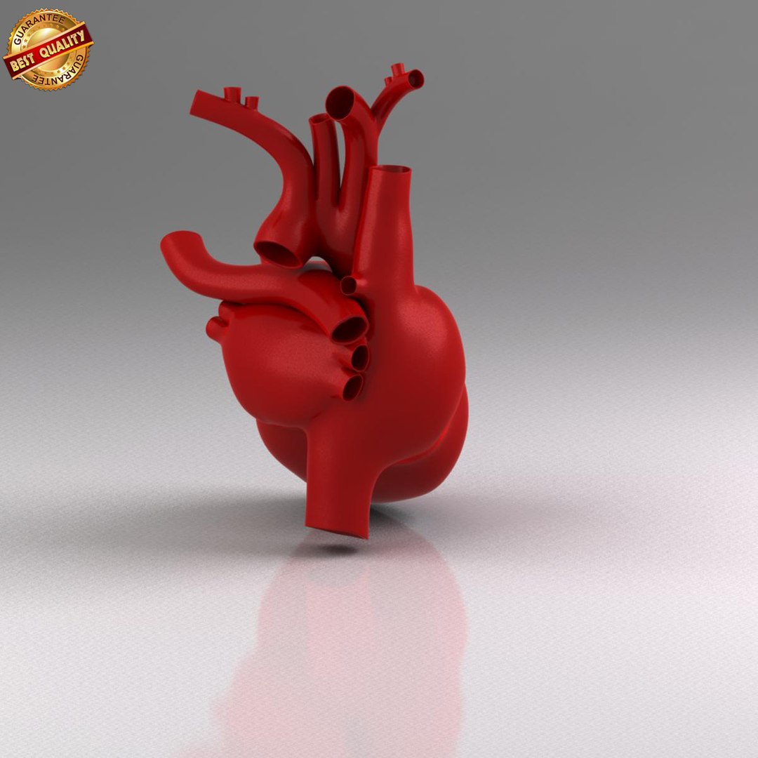 Anatomy Medical 3d Fbx