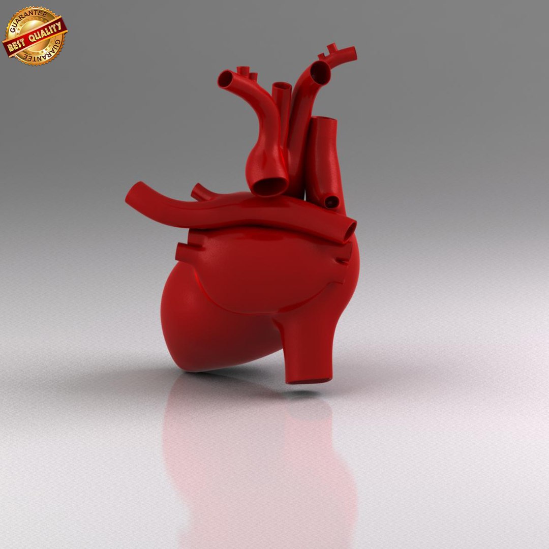 Anatomy Medical 3d Fbx