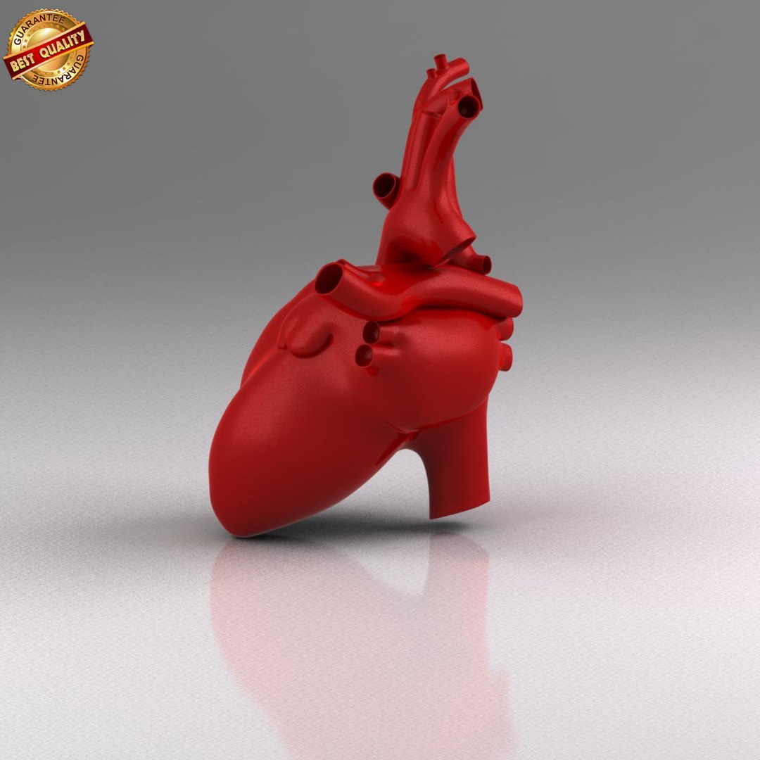 Anatomy Medical 3d Fbx