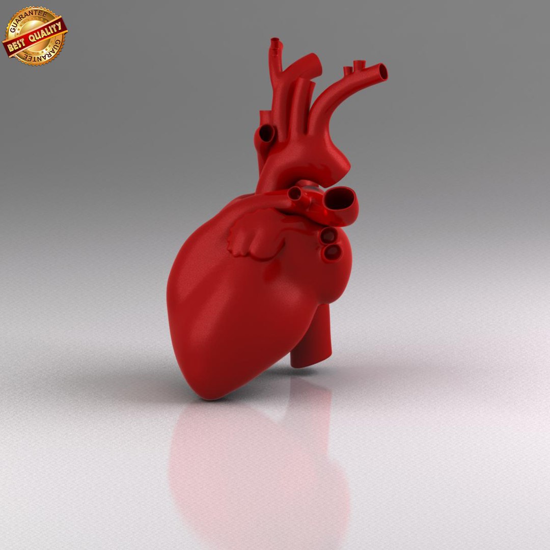 Anatomy Medical 3d Fbx