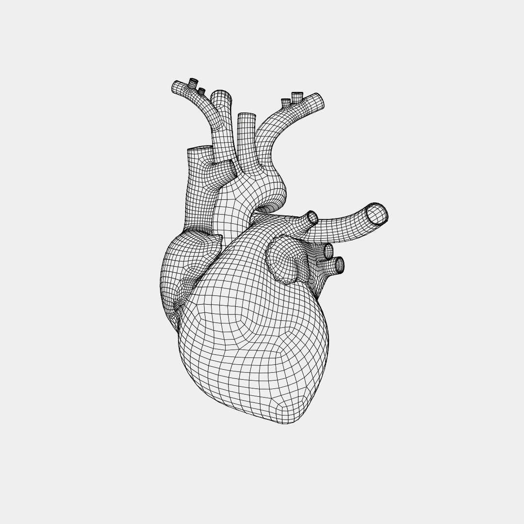 Anatomy Medical 3d Fbx