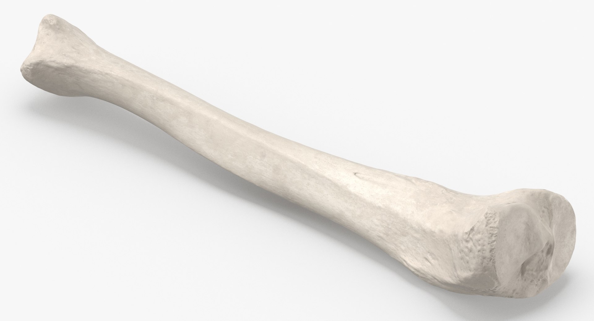 Human Tibia Bone 01 3D Model - TurboSquid 1539328