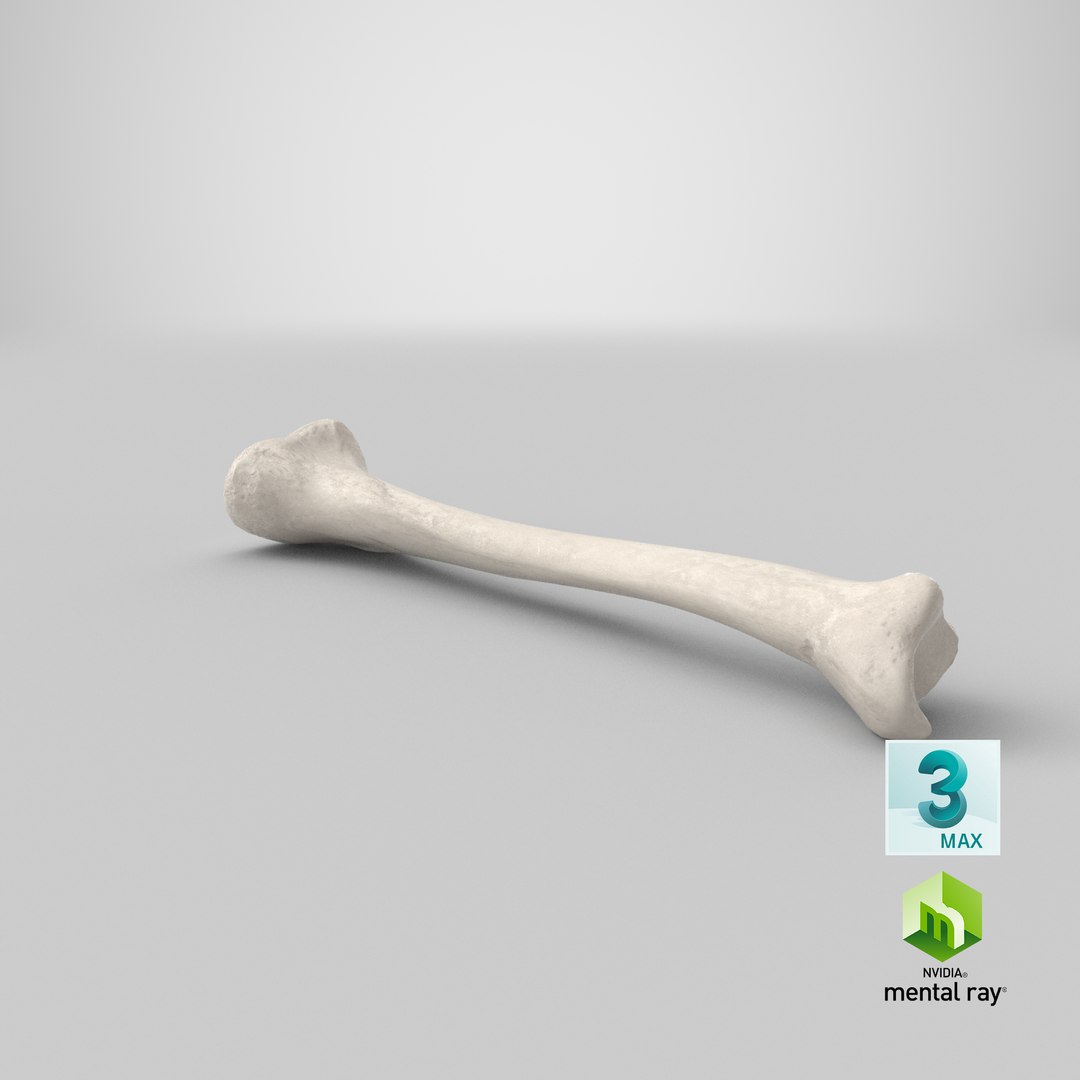 Human tibia bone 01 3D model - TurboSquid 1539328