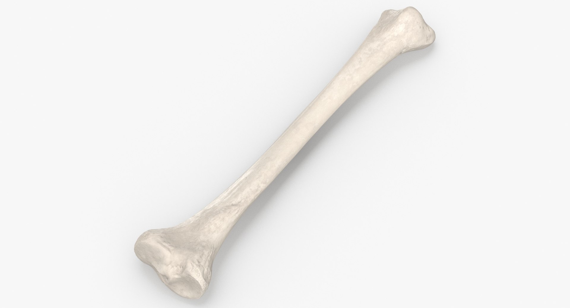 Human tibia bone 01 3D model - TurboSquid 1539328