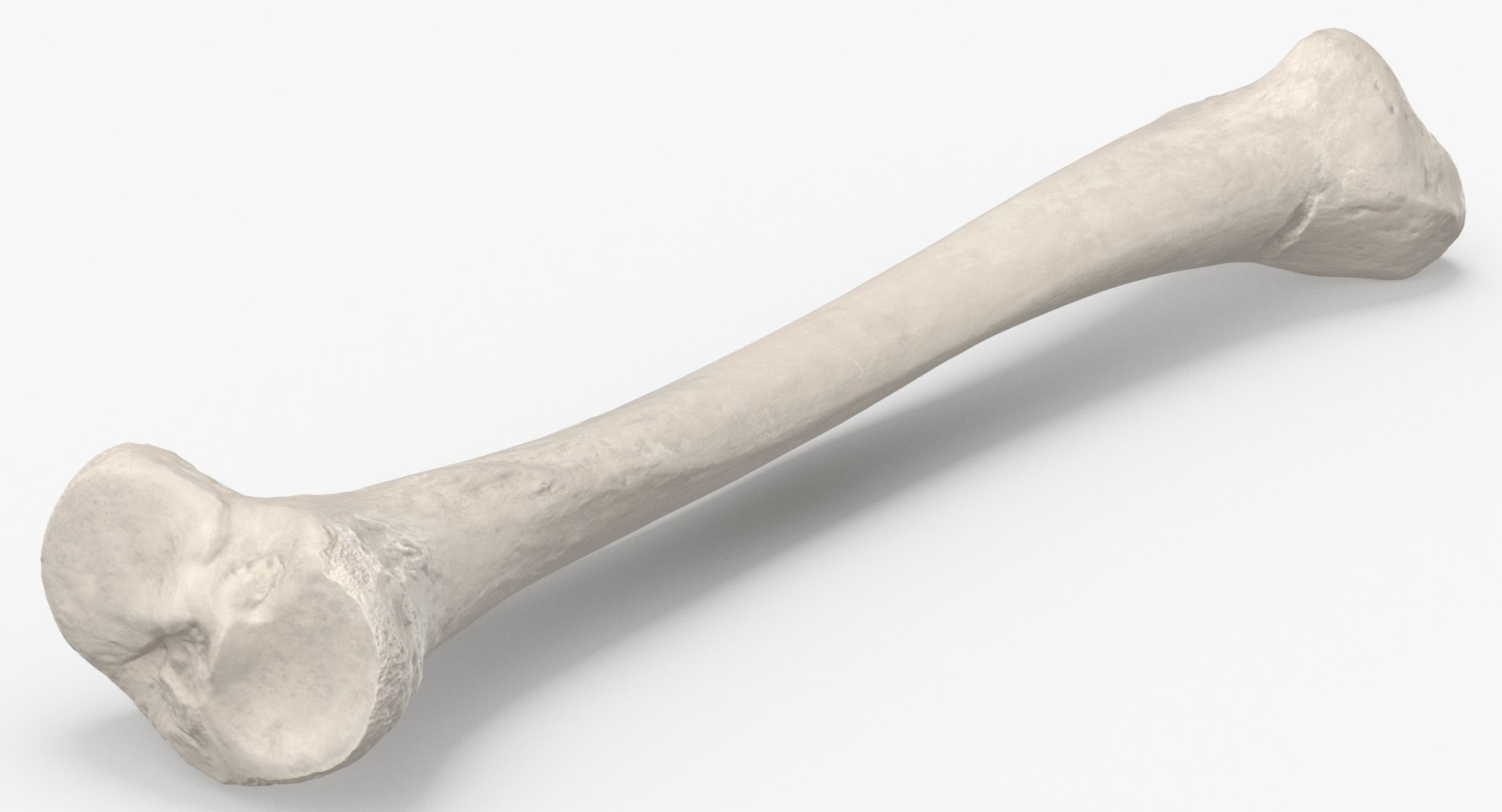 Human Tibia Bone 01 3D Model - TurboSquid 1539328