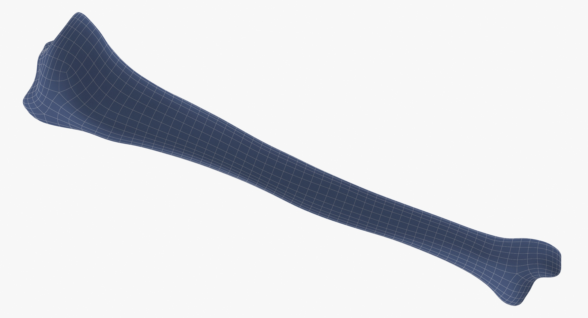 Human Tibia Bone 01 3d Model Turbosquid 1539328