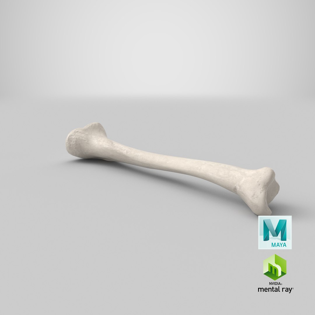 Human Tibia Bone 01 3D Model - TurboSquid 1539328