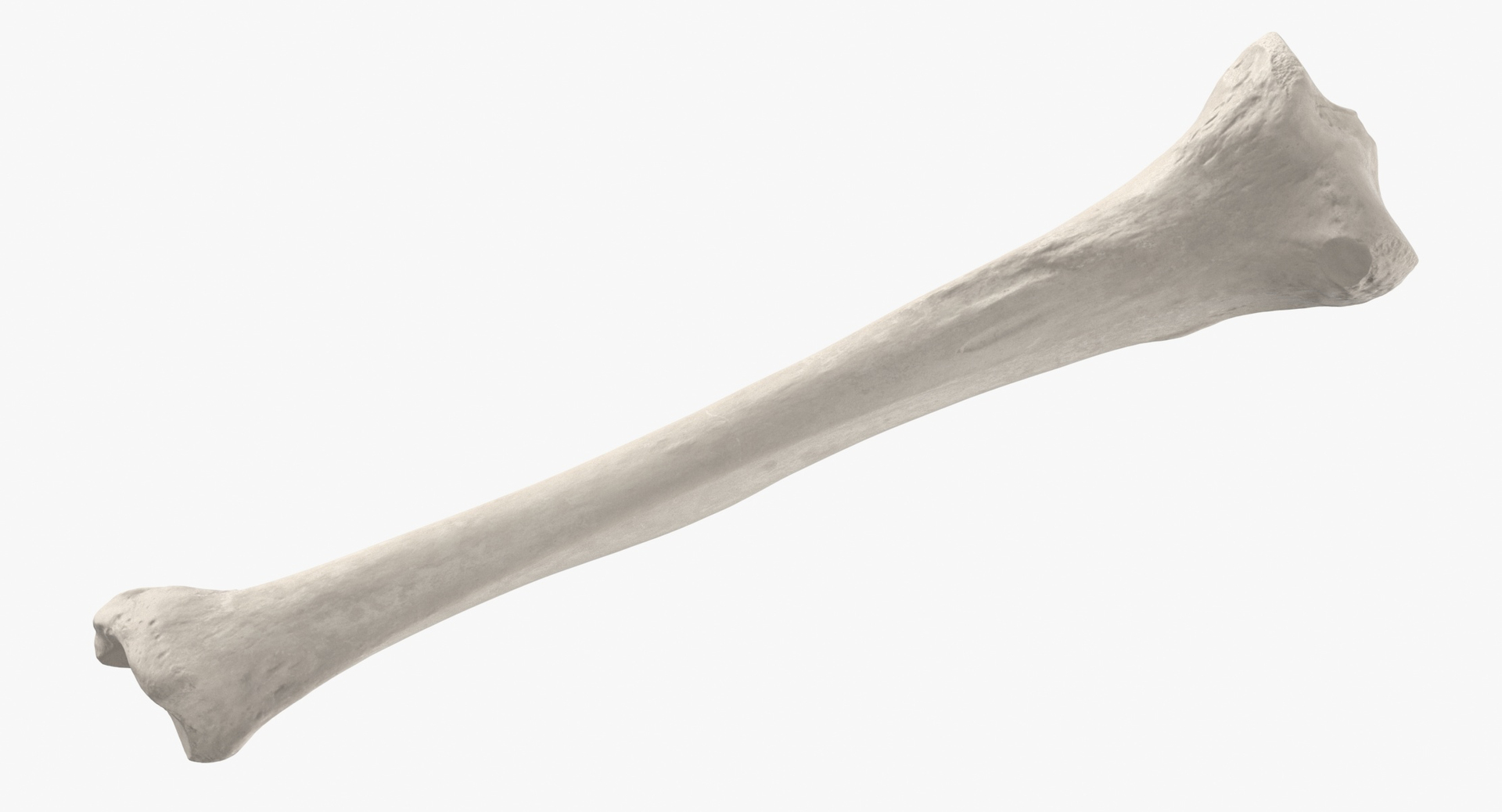 Human Tibia Bone 01 3D Model - TurboSquid 1539328