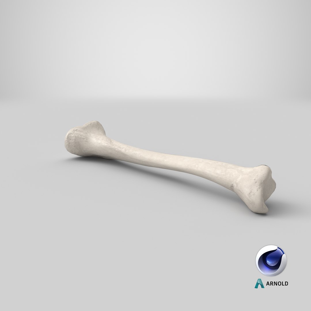 Human tibia bone 01 3D model - TurboSquid 1539328