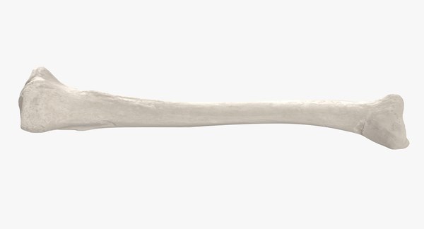 Real Human Tibia Bone 01 White Modelo 3D - TurboSquid 1539328