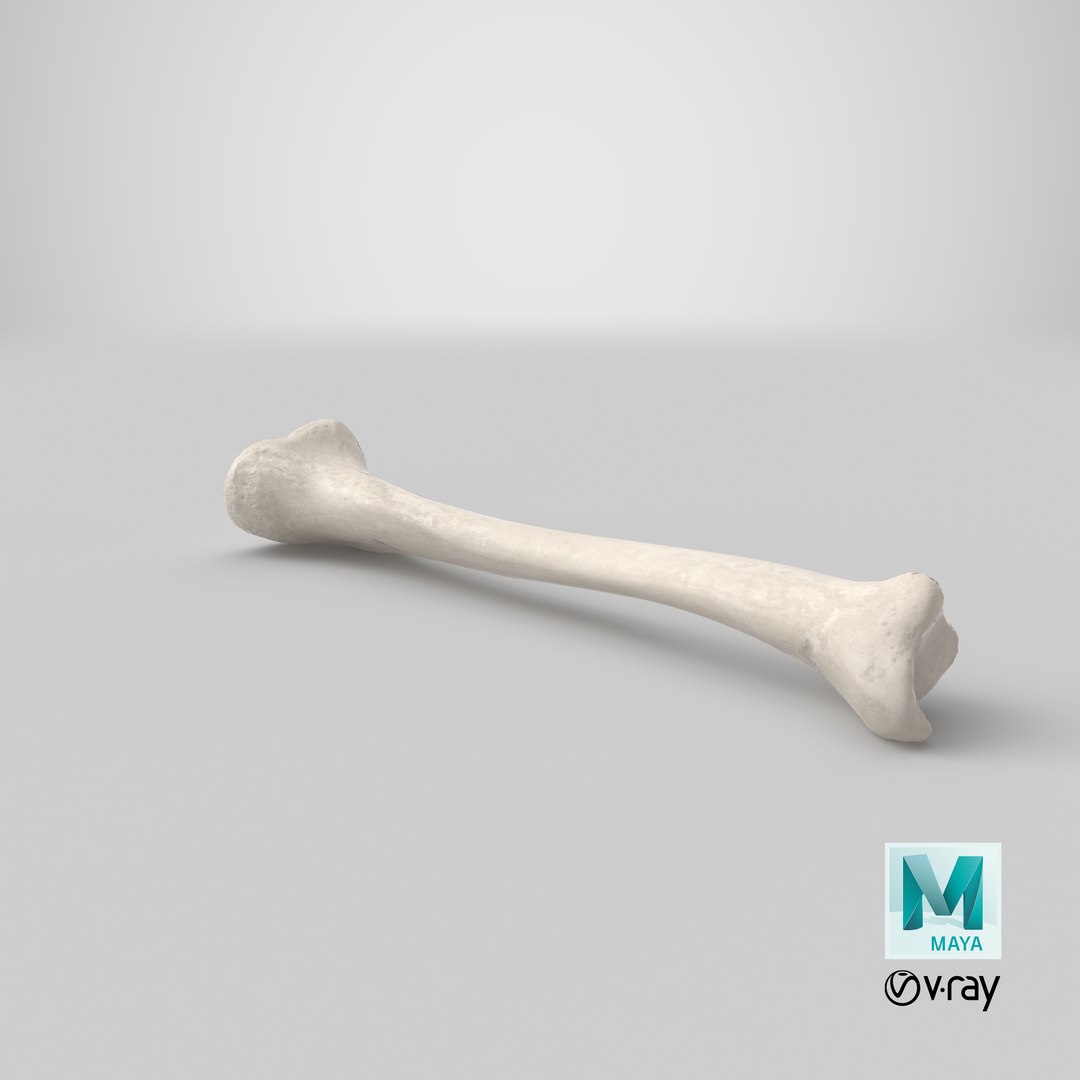 Human Tibia Bone 01 3D Model - TurboSquid 1539328