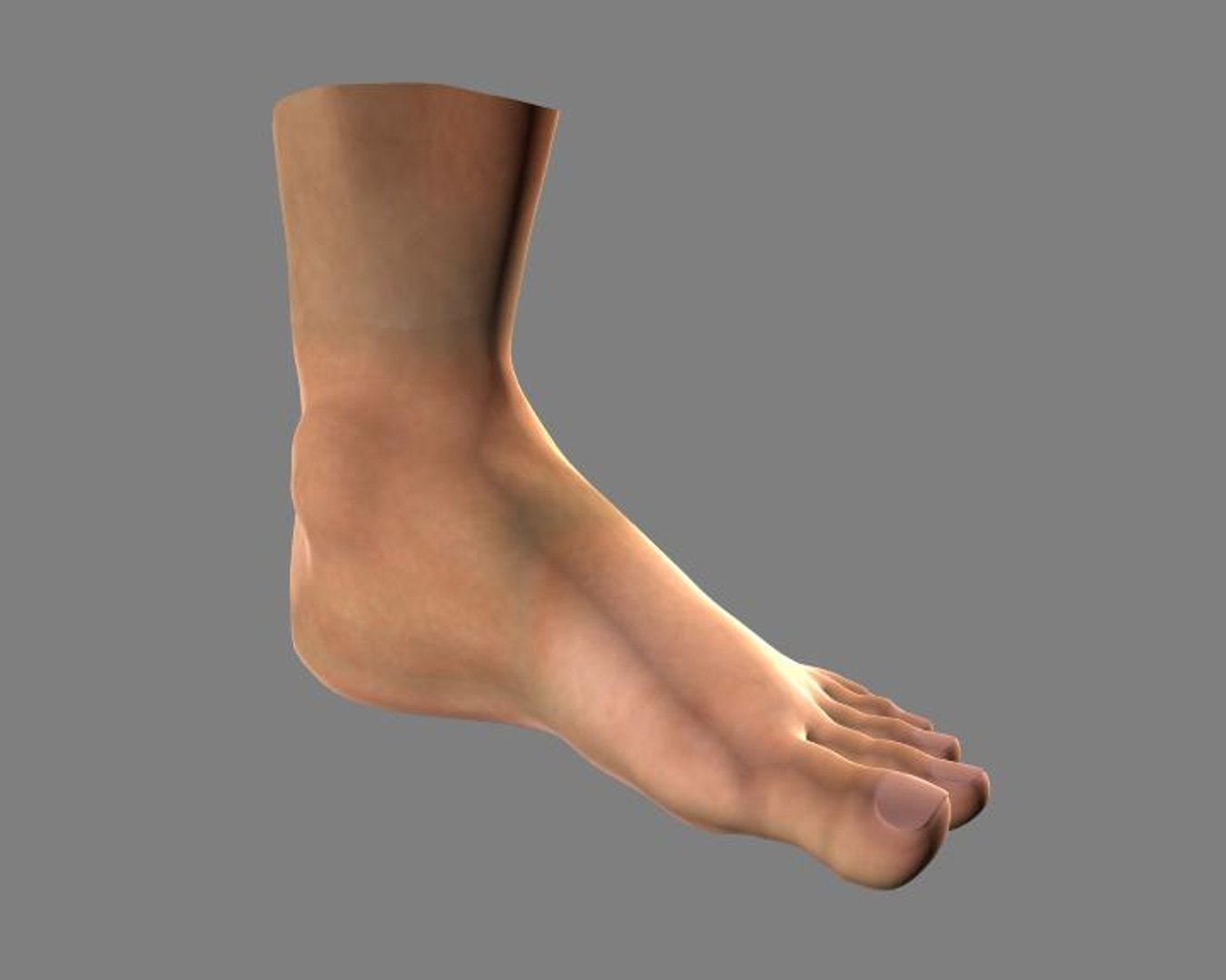 3d Foot Model
