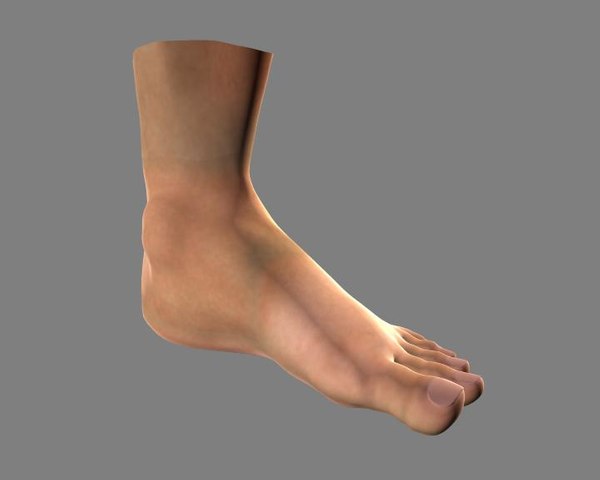 3d foot model