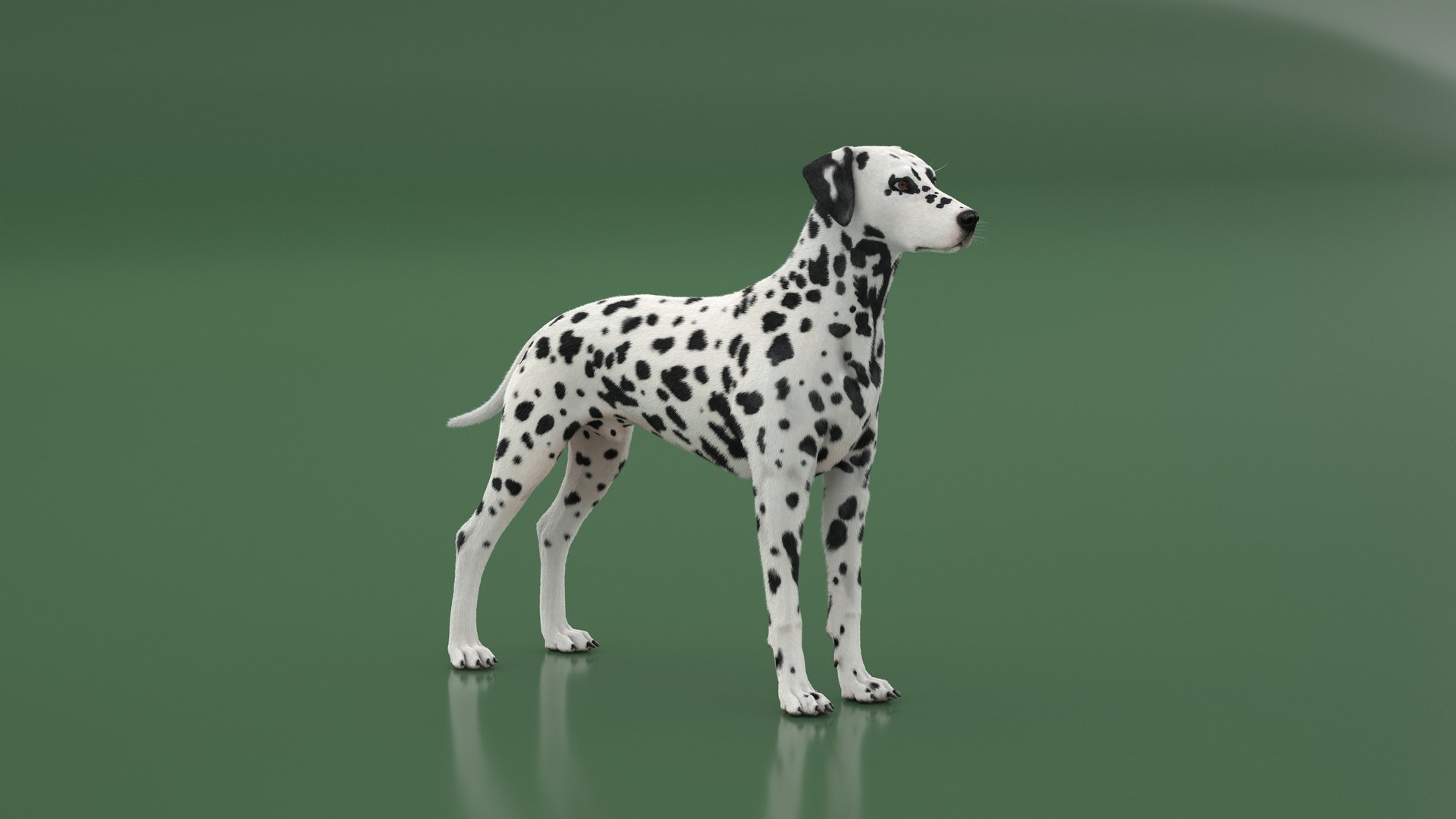Dalmatian Dog Fur Model - TurboSquid 2234449