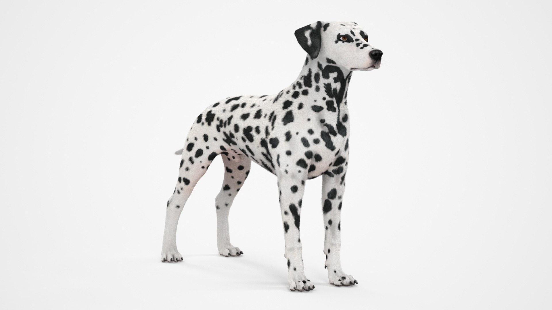Dalmatian Dog Fur Model - TurboSquid 2234449