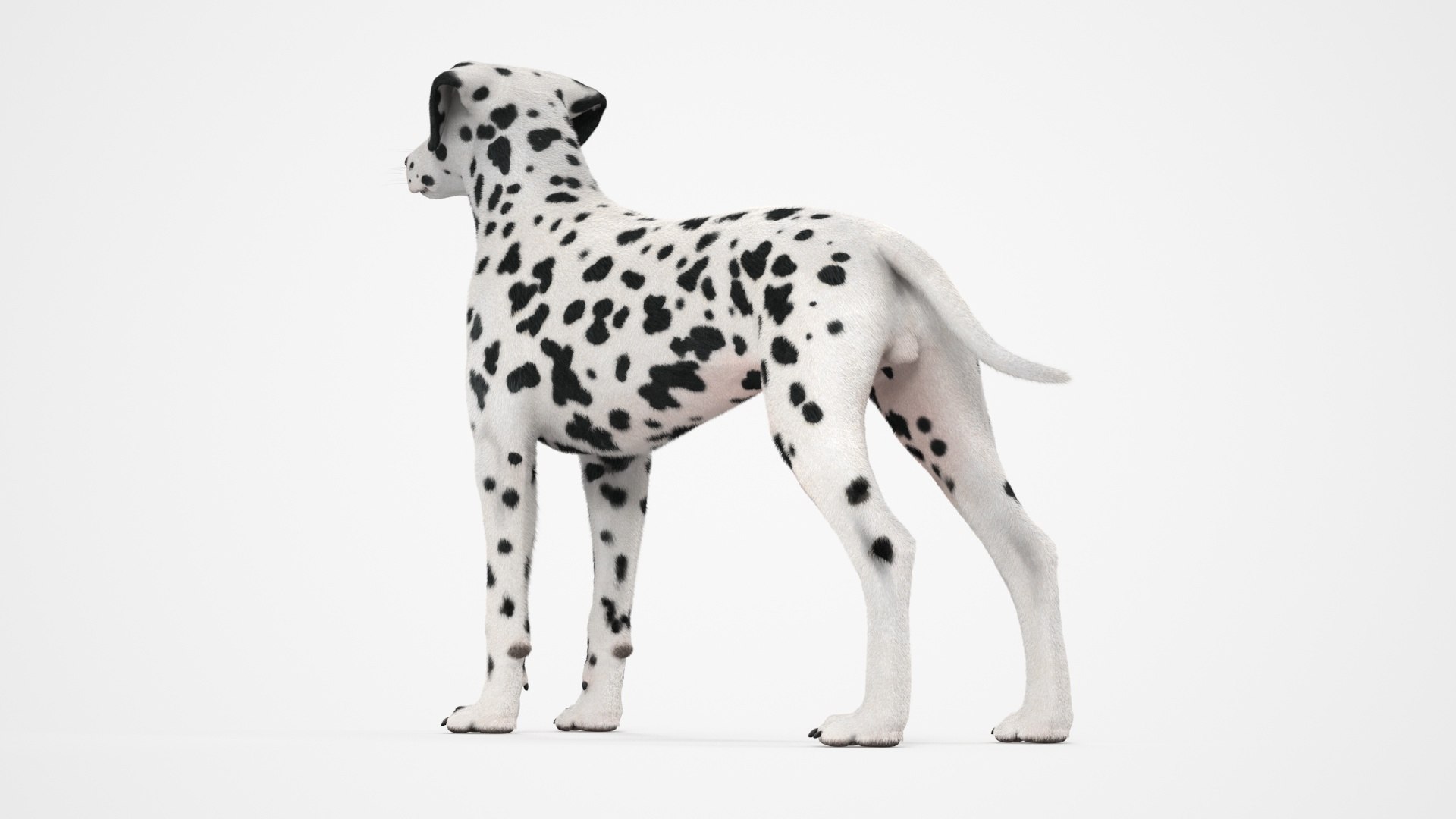 Dalmatian Dog Fur Model - TurboSquid 2234449