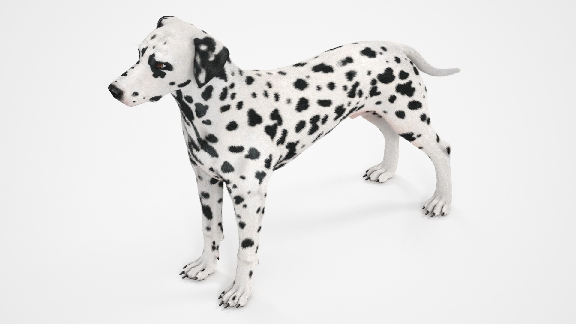 Dalmatian Dog Fur Model - TurboSquid 2234449