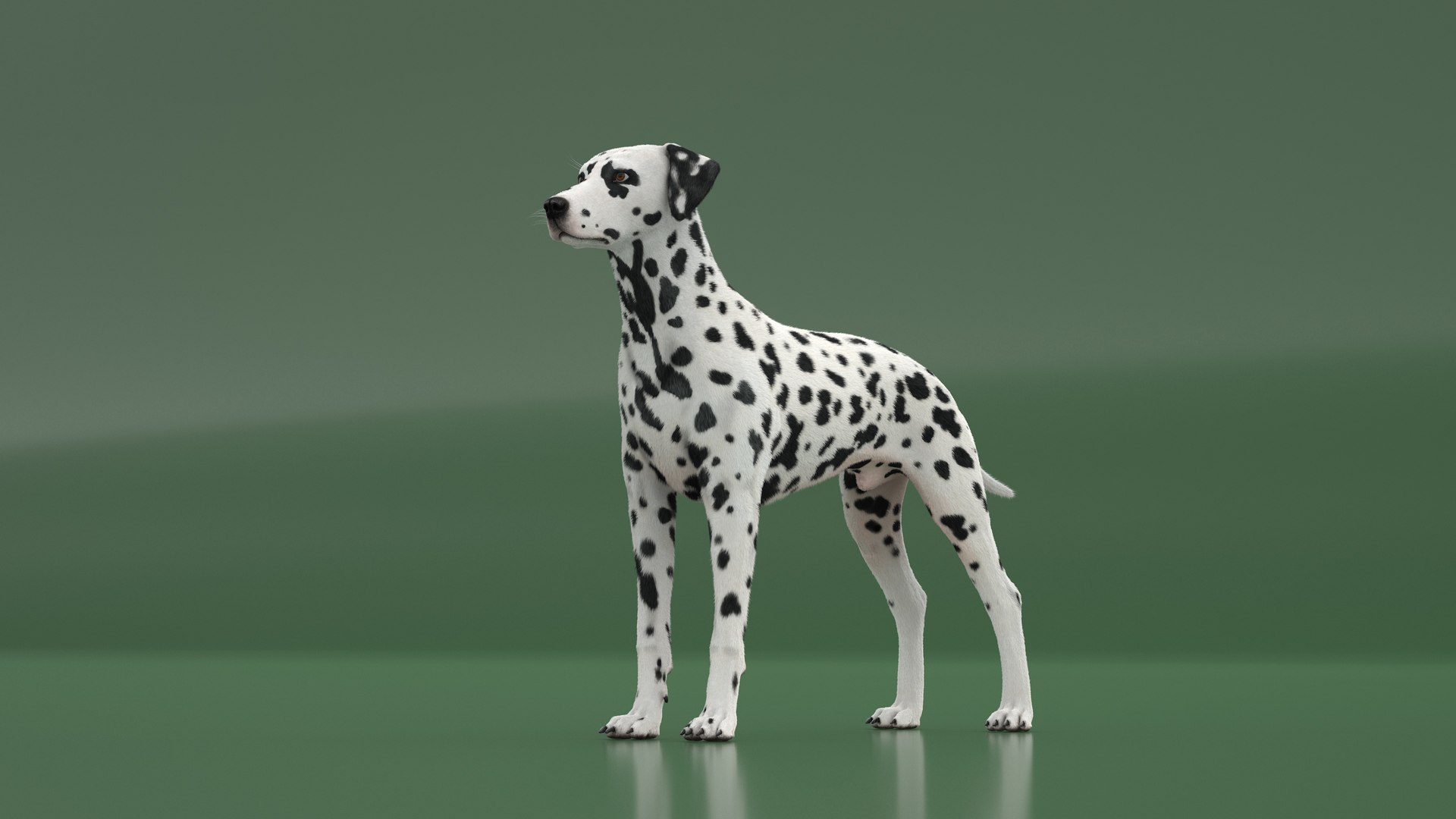 Dalmatian Dog Fur Model - TurboSquid 2234449