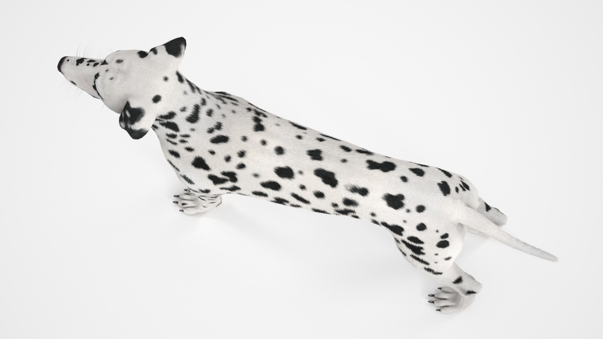Dalmatian Dog Fur Model - TurboSquid 2234449