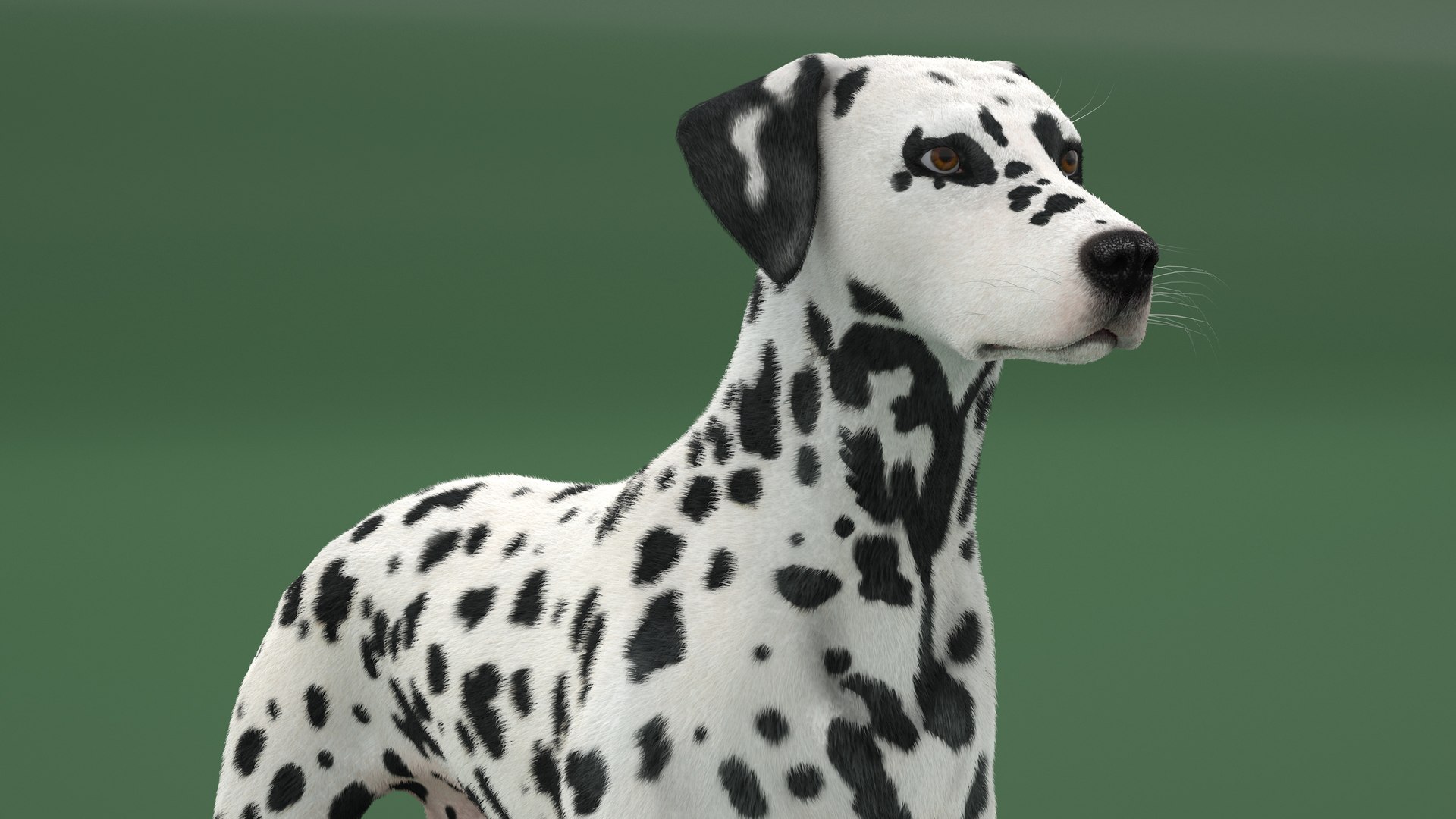 Dalmatian Dog Fur Model - TurboSquid 2234449