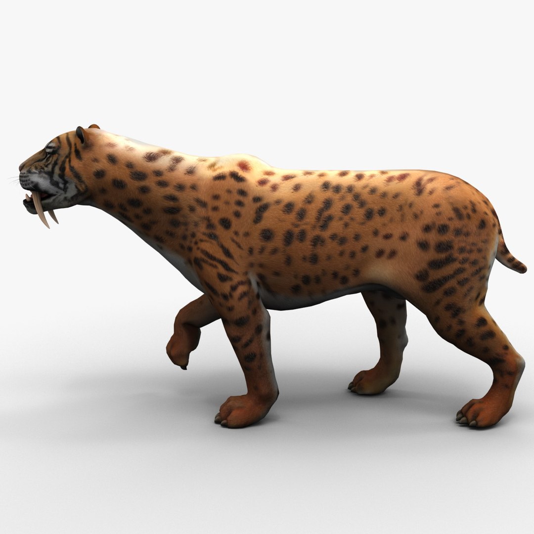 Smilodon 2 Pose 1 3d Model