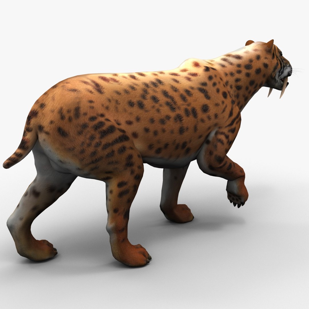 Smilodon 2 Pose 1 3d Model