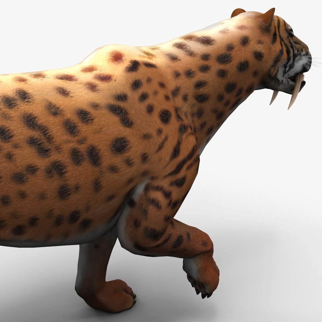Smilodon 2 Pose 1 3d Model